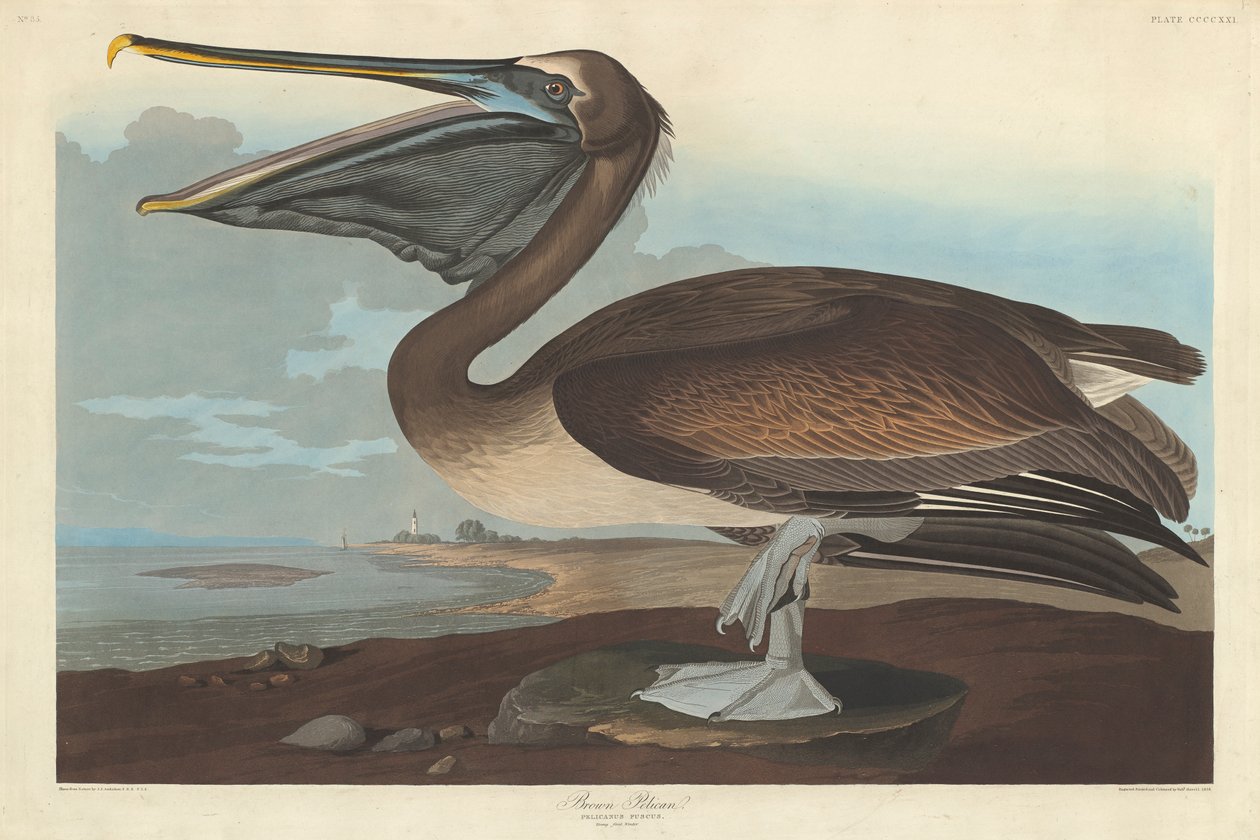 Brauner Pelikan, 1838 von John James Audubon: Kunstdruck